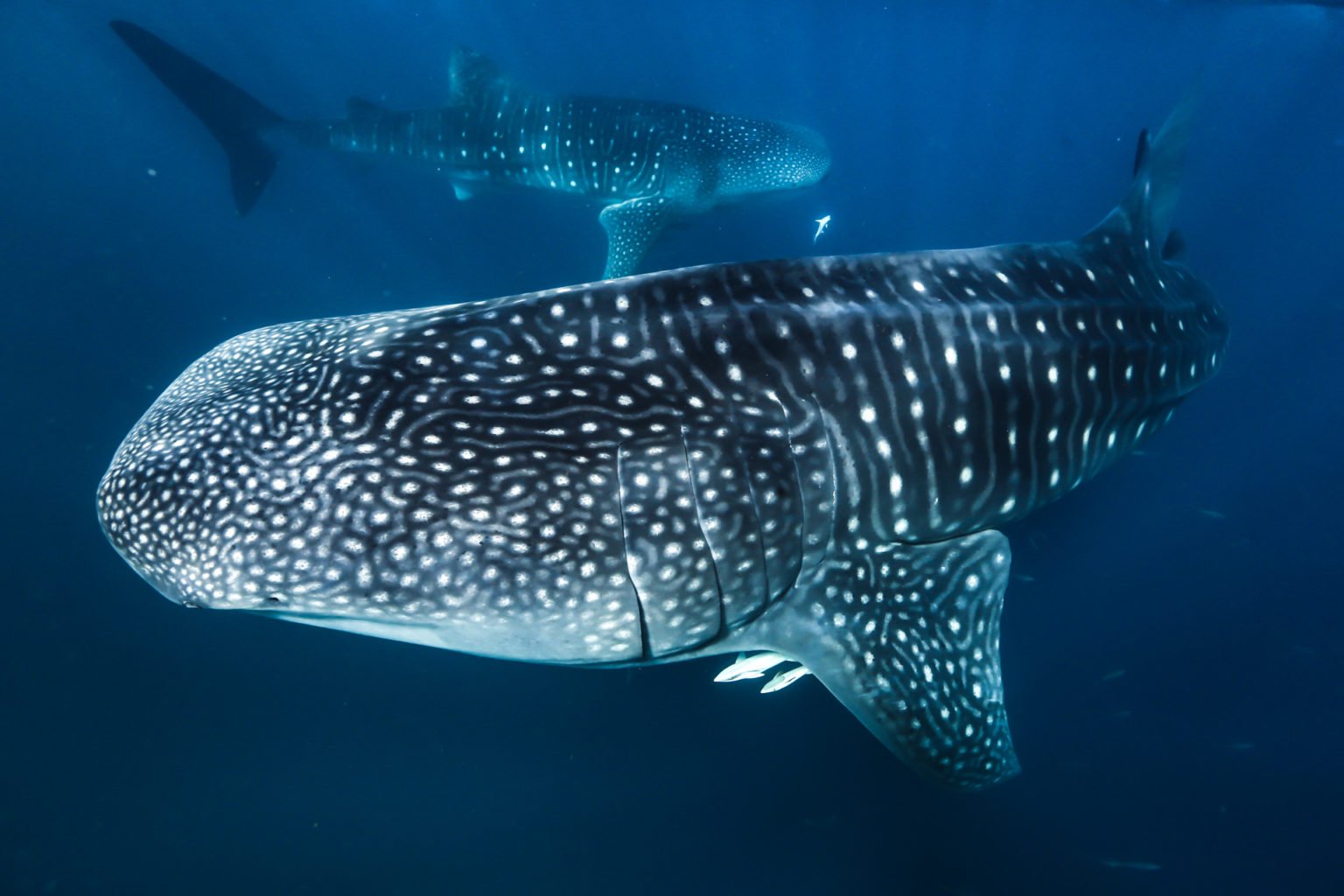 Whale Shark Gallery - Ningaloo Discovery